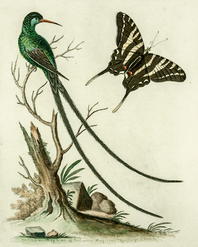 The uncommon birds of George Edwards, born today in 1694