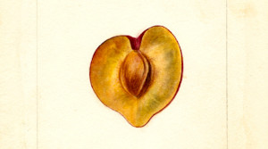 Williams Found Plums in the Icebox—Do They Belong There?