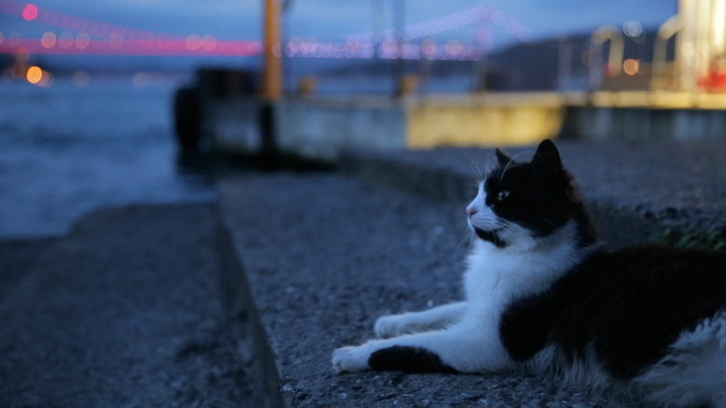 A New Documentary Looks at the Alley Cats of Istanbul