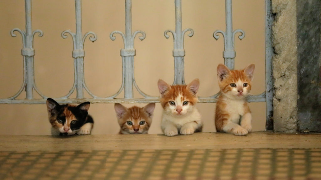 A New Documentary Looks at the Alley Cats of Istanbul