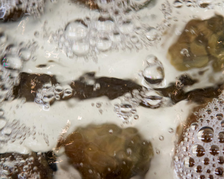 Anelise Chen: A Mollusk’s Guide to “Clamming Down”