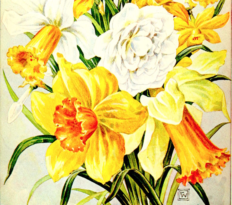 May Swenson’s “Daffodildo,” a Lusty Poem for May