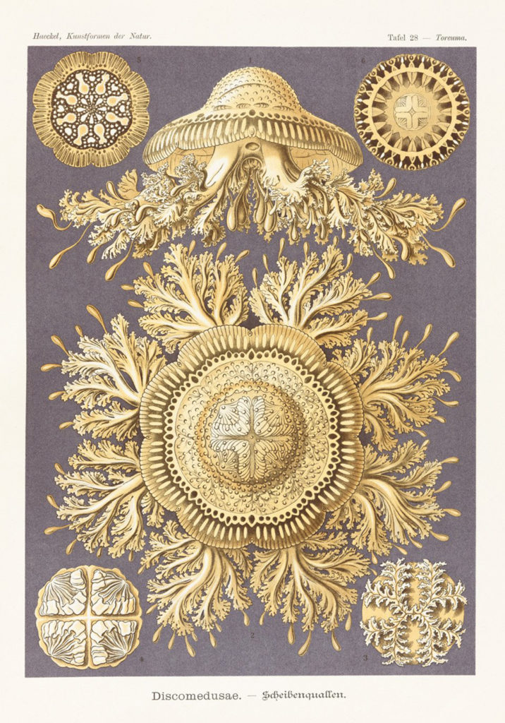 Art and Biology: Ernst Haeckel’s Masterpieces