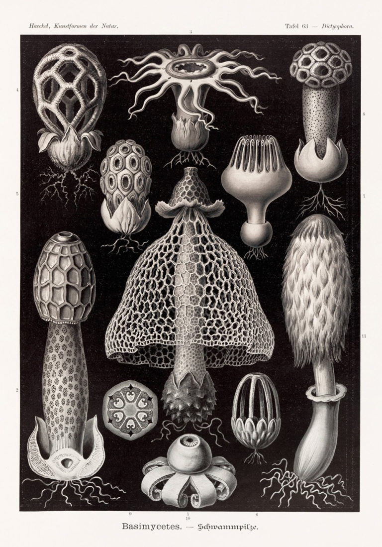 Art and Biology: Ernst Haeckel’s Masterpieces