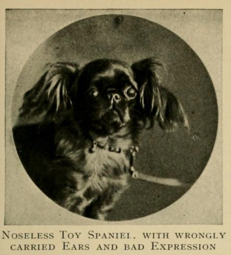 Virginia Woolf’s Little-Known Biography of a Cocker Spaniel by Erin ...