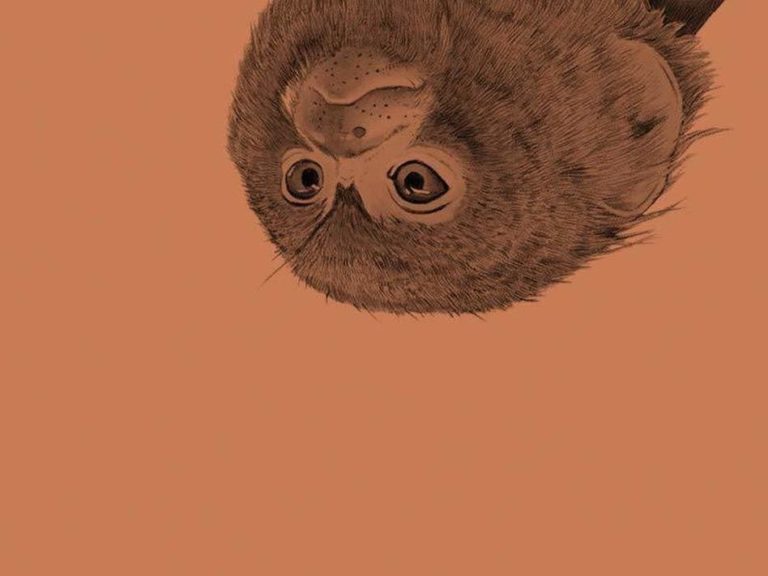 The Literary Marmoset by Dustin Illingworth