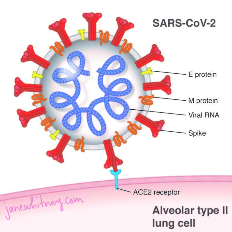 How to Draw the Coronavirus by Rebekah Frumkin