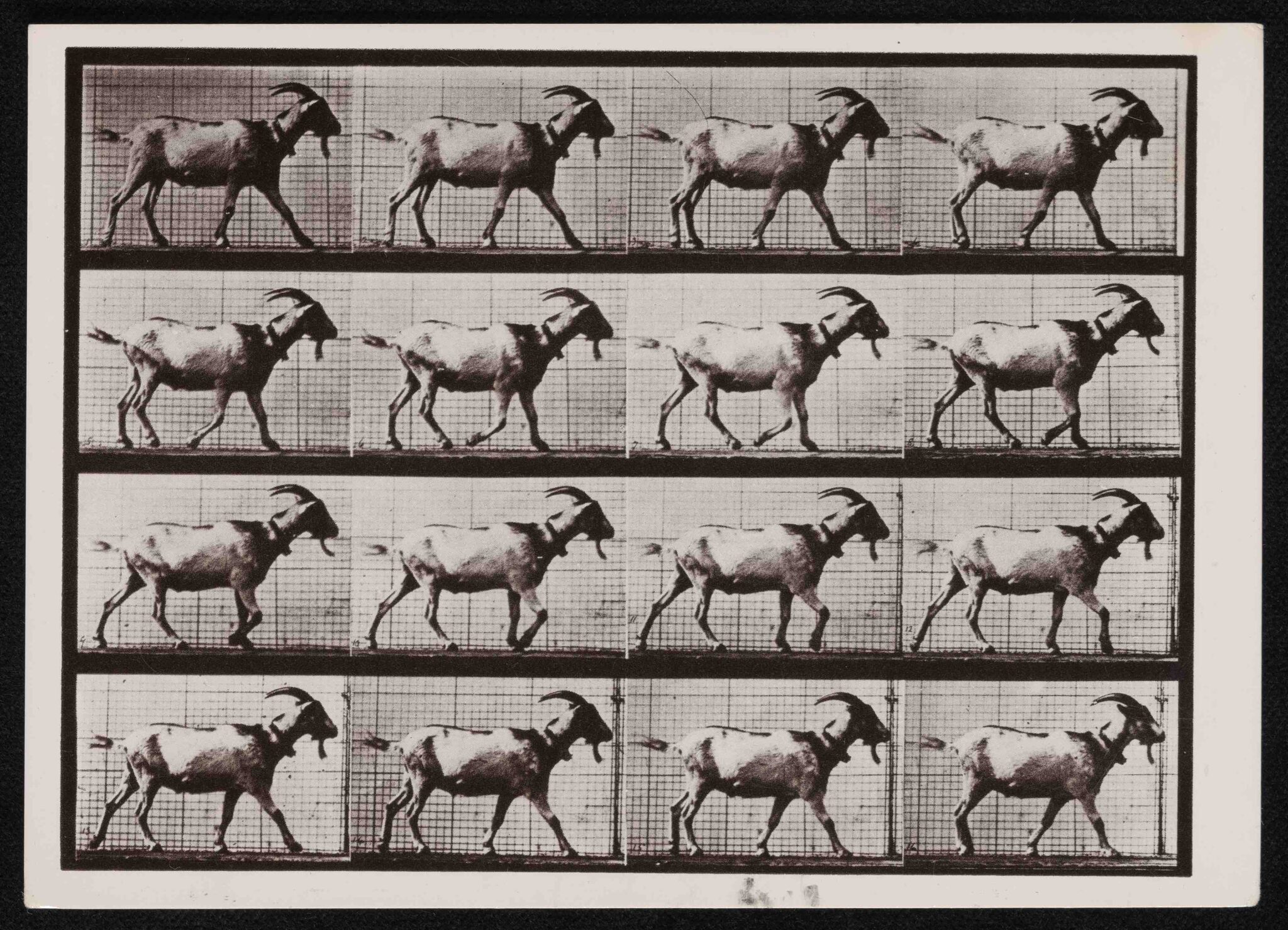 The Paris Assessment - Postcards from Elizabeth Bishop - France