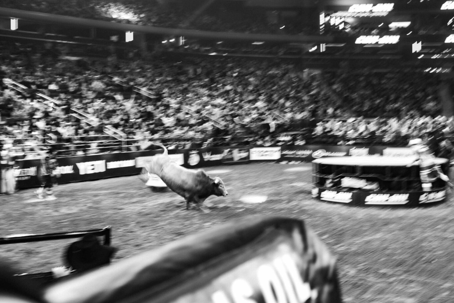 The Tickling of the Bulls: A Rodeo at Madison Square Garden by Jasper ...