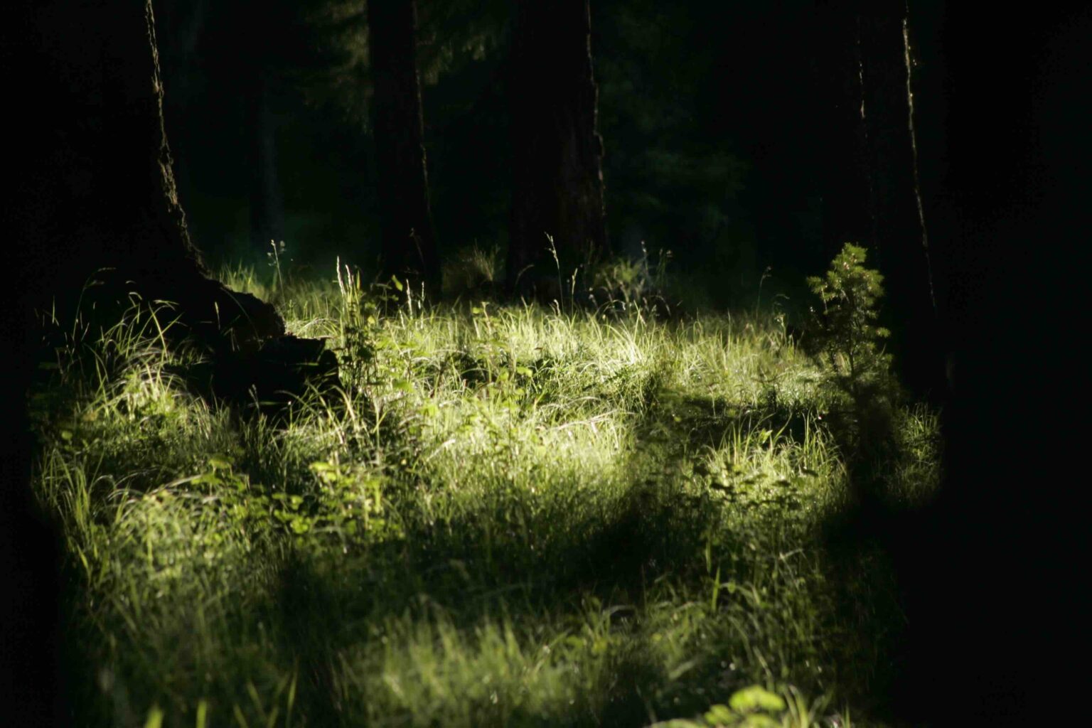 Briefly a Hawk by Sam McPhee